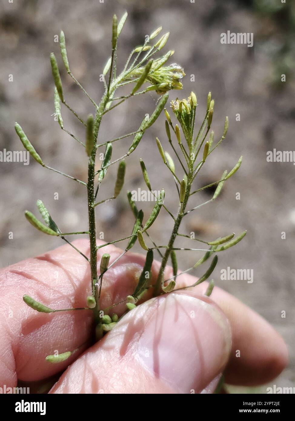 Western Tansymustard (Descurainia pinnata Stock Photo - Alamy