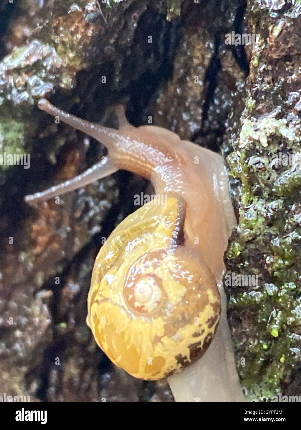 Golden Semi-slug (Mysticarion porrectus Stock Photo - Alamy