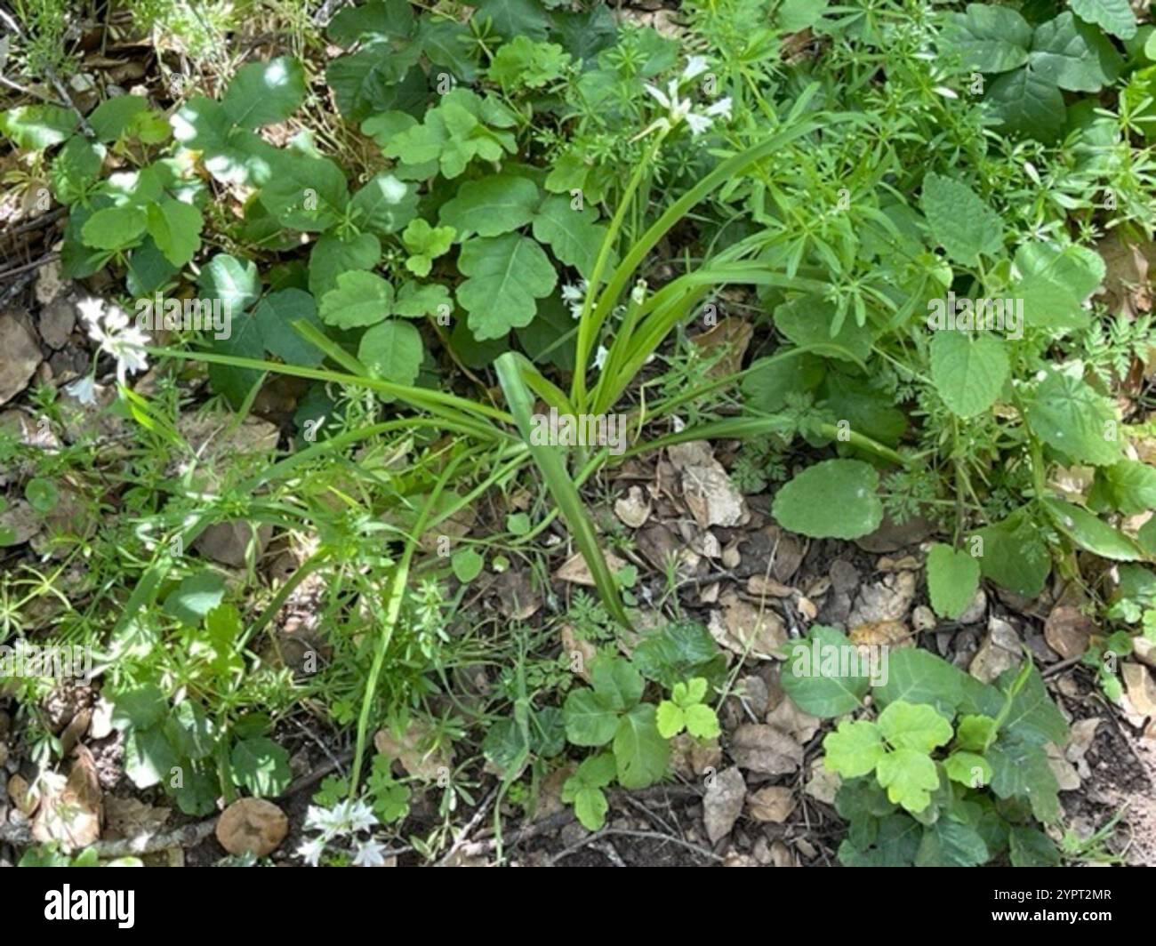 Three-cornered garlic (Allium triquetrum Stock Photo - Alamy
