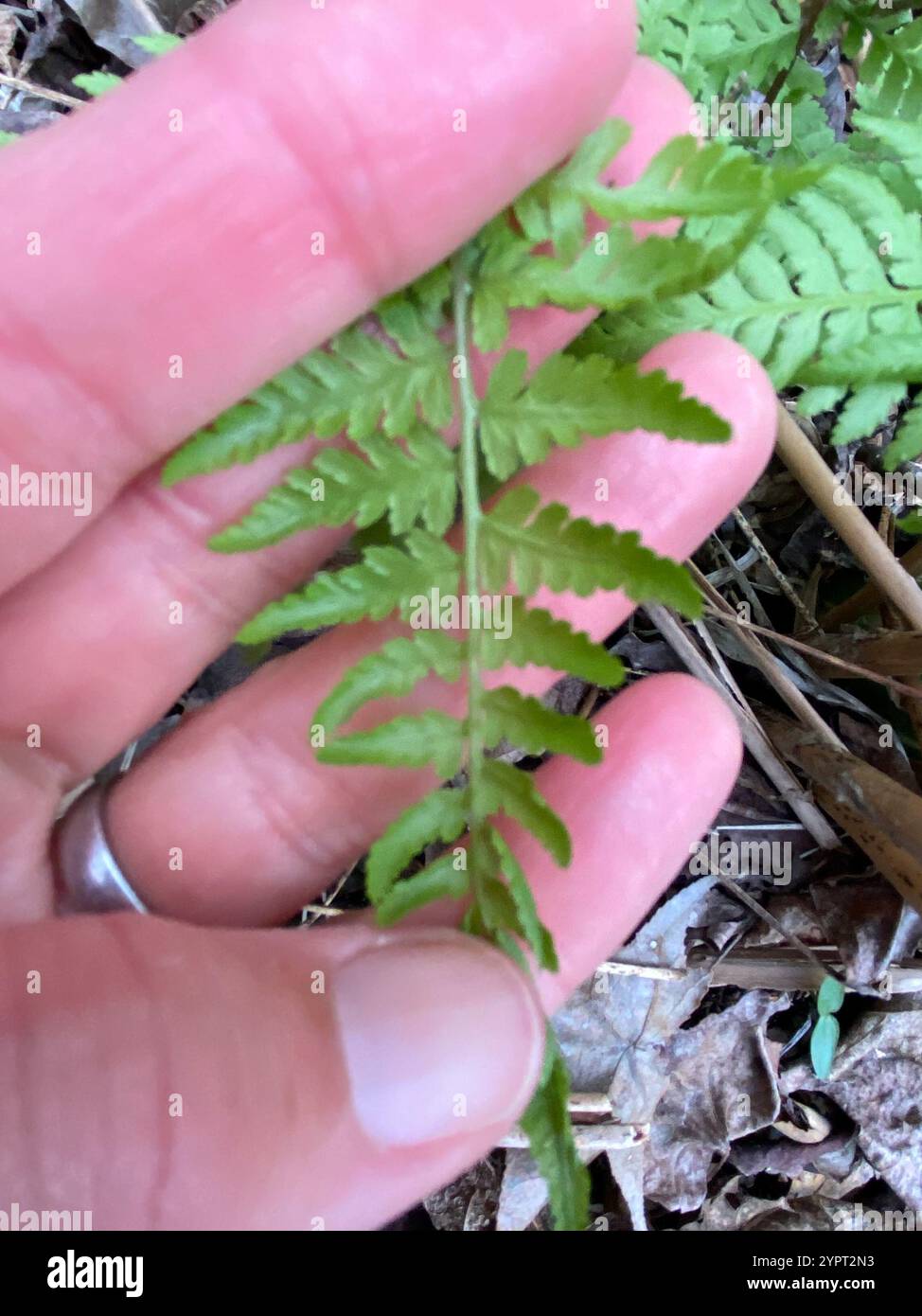 southern lady fern (Athyrium asplenioides Stock Photo - Alamy