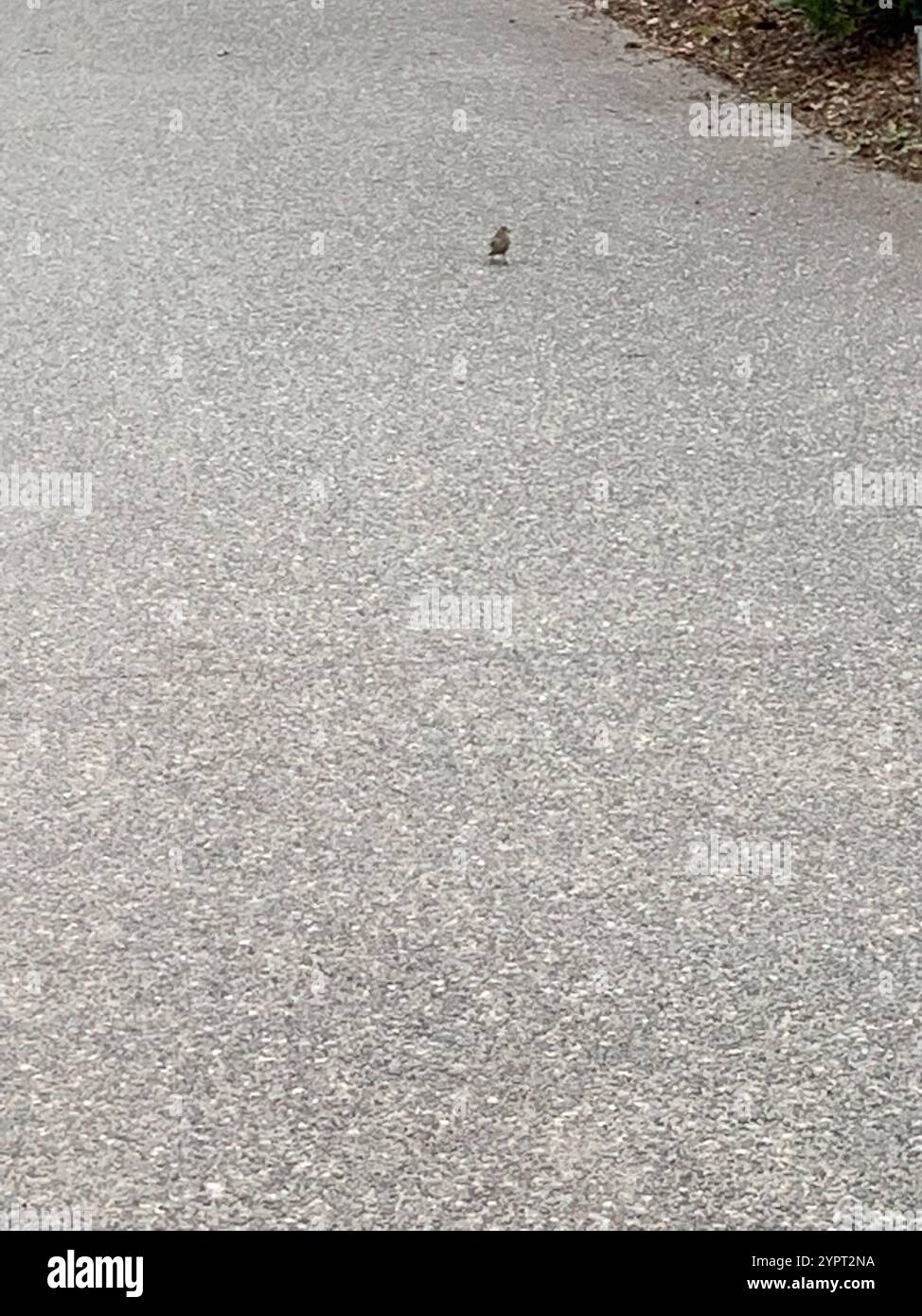 New World Sparrows (Passerellidae Stock Photo - Alamy