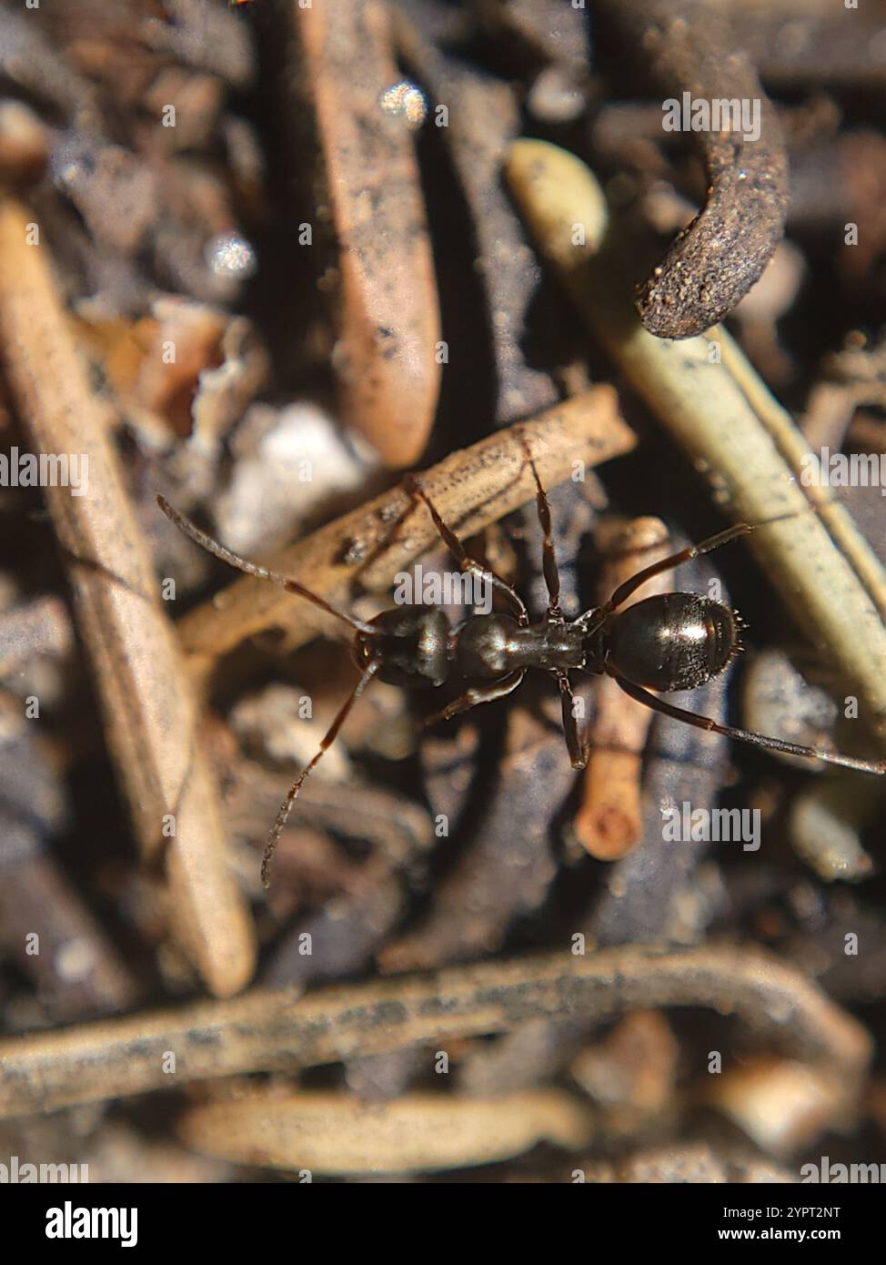 fusca-group Field Ants and Allies (Formica fusca Stock Photo - Alamy