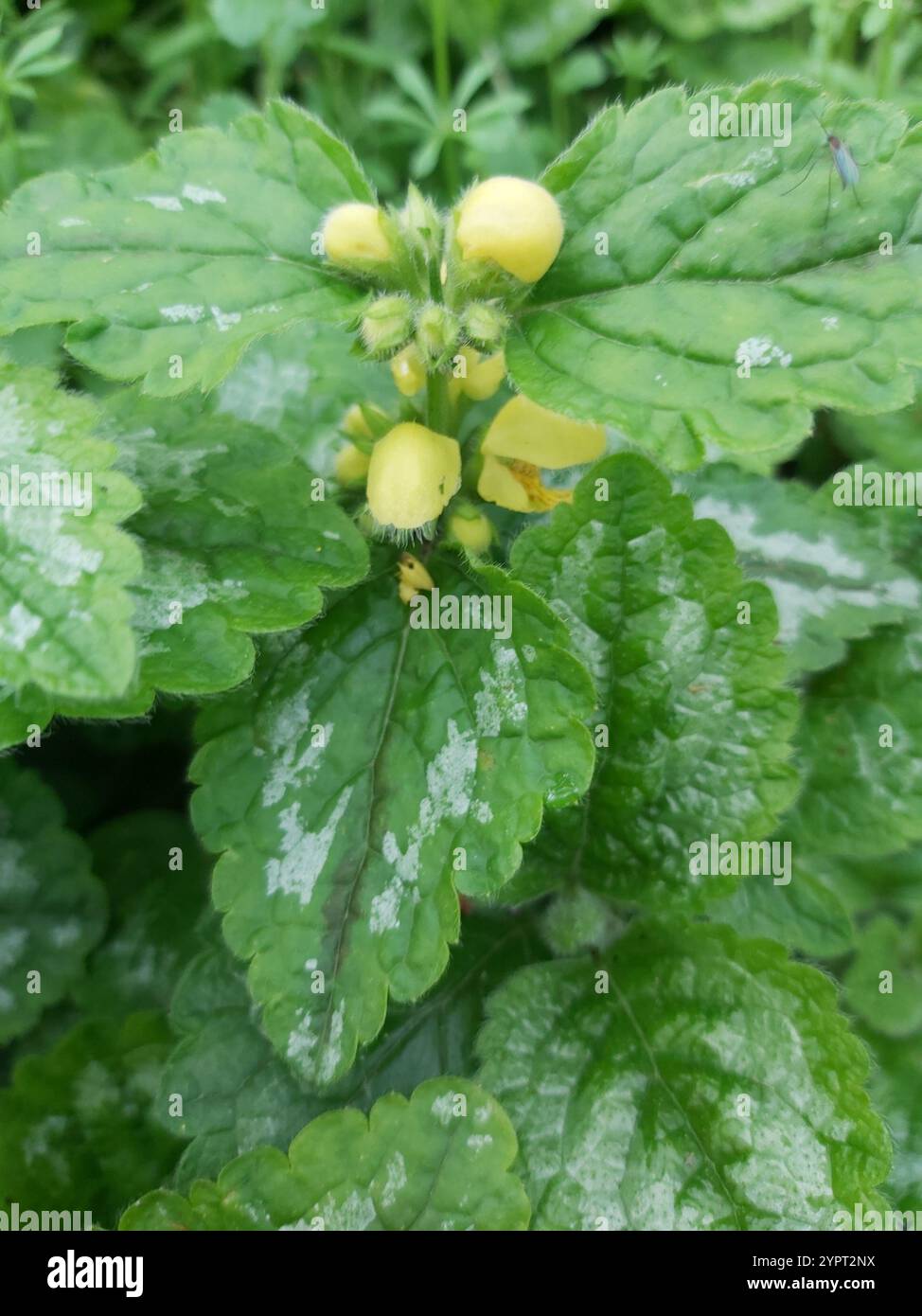 Variegated Yellow Archangel (Lamium galeobdolon argentatum Stock Photo ...