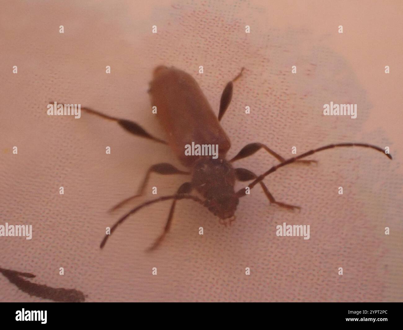 Tanbark Borer (Phymatodes testaceus Stock Photo - Alamy