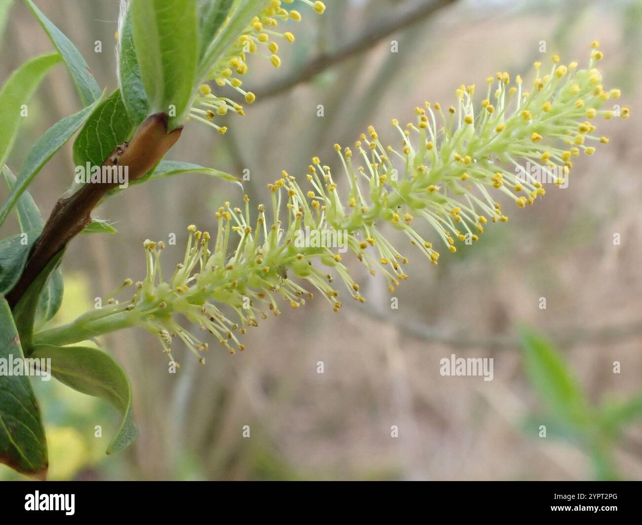 Almond Willow (Salix triandra Stock Photo - Alamy