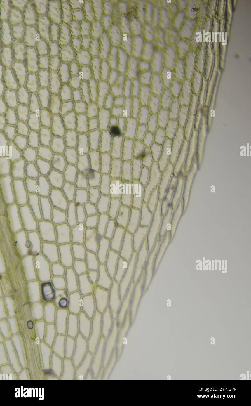 common bladder moss (Physcomitrium pyriforme Stock Photo - Alamy