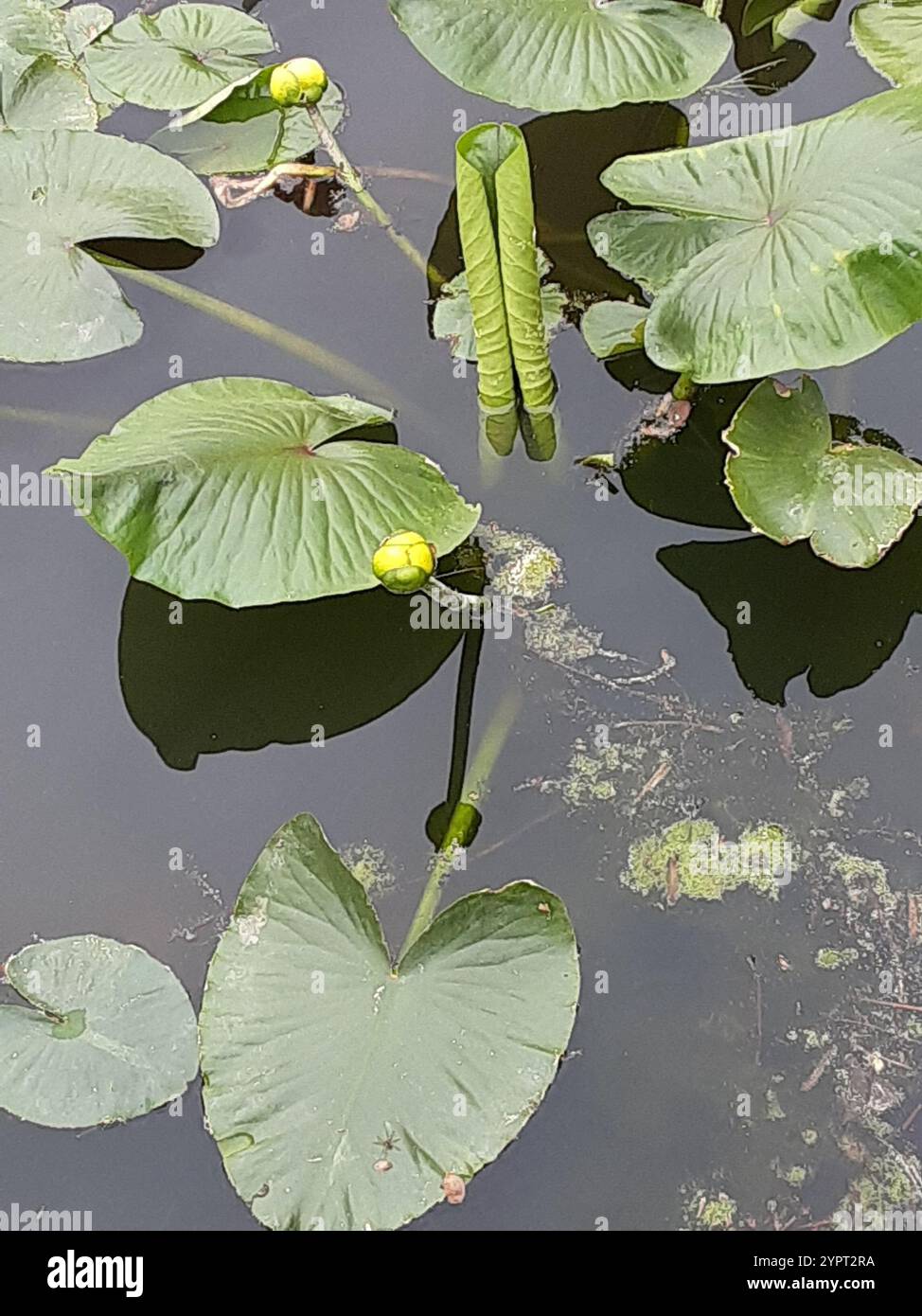spatterdock (Nuphar advena Stock Photo - Alamy