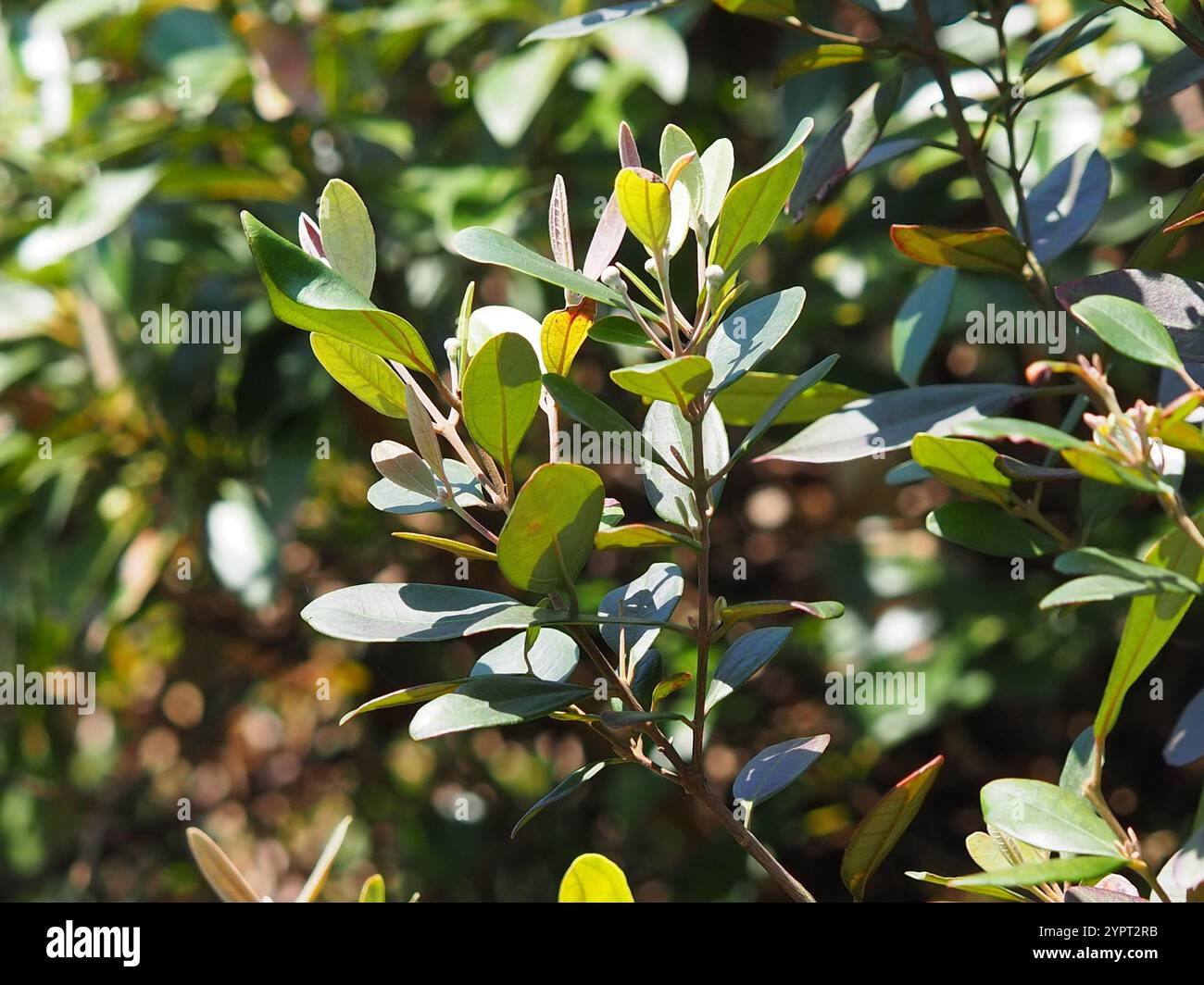 Rose Myrtle (Rhodomyrtus tomentosa Stock Photo - Alamy