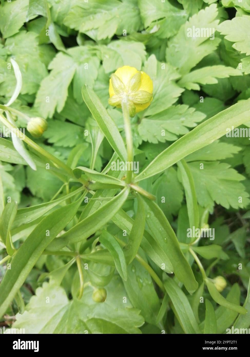 One-leaf buttercup (Ranunculus monophyllus Stock Photo - Alamy