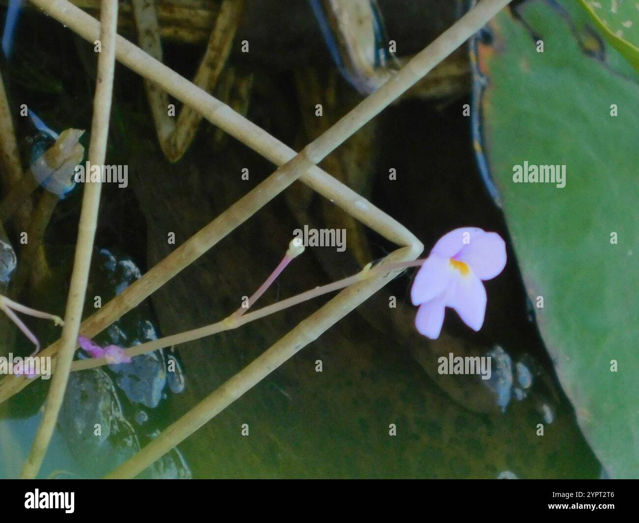 Purple Bladderwort (Utricularia purpurea Stock Photo - Alamy