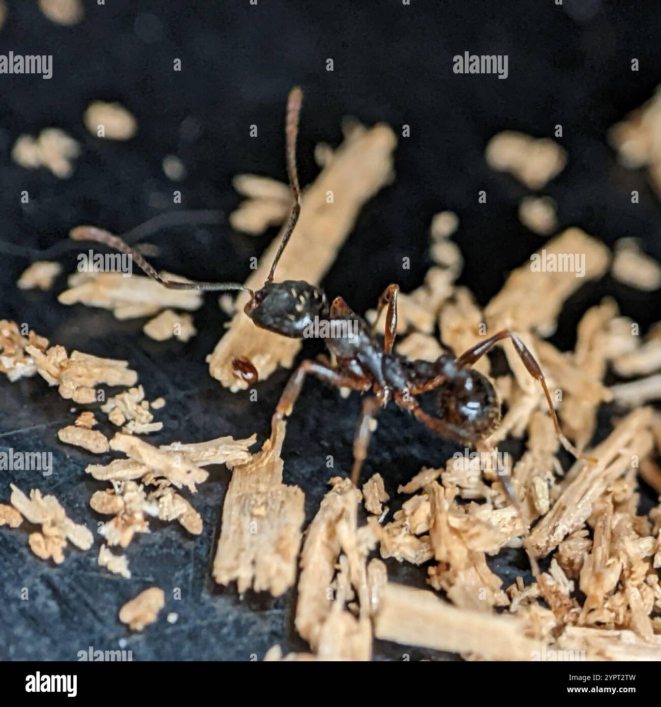 Pitch-black Collared Ant (Aphaenogaster picea Stock Photo - Alamy