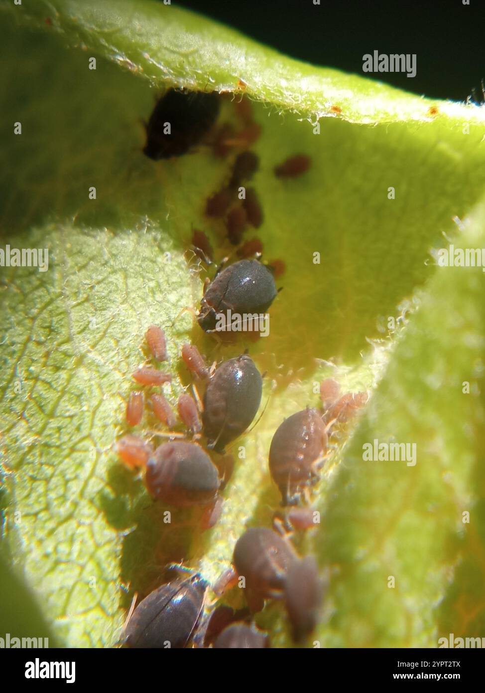 Pyraria hi-res stock photography and images - Alamy