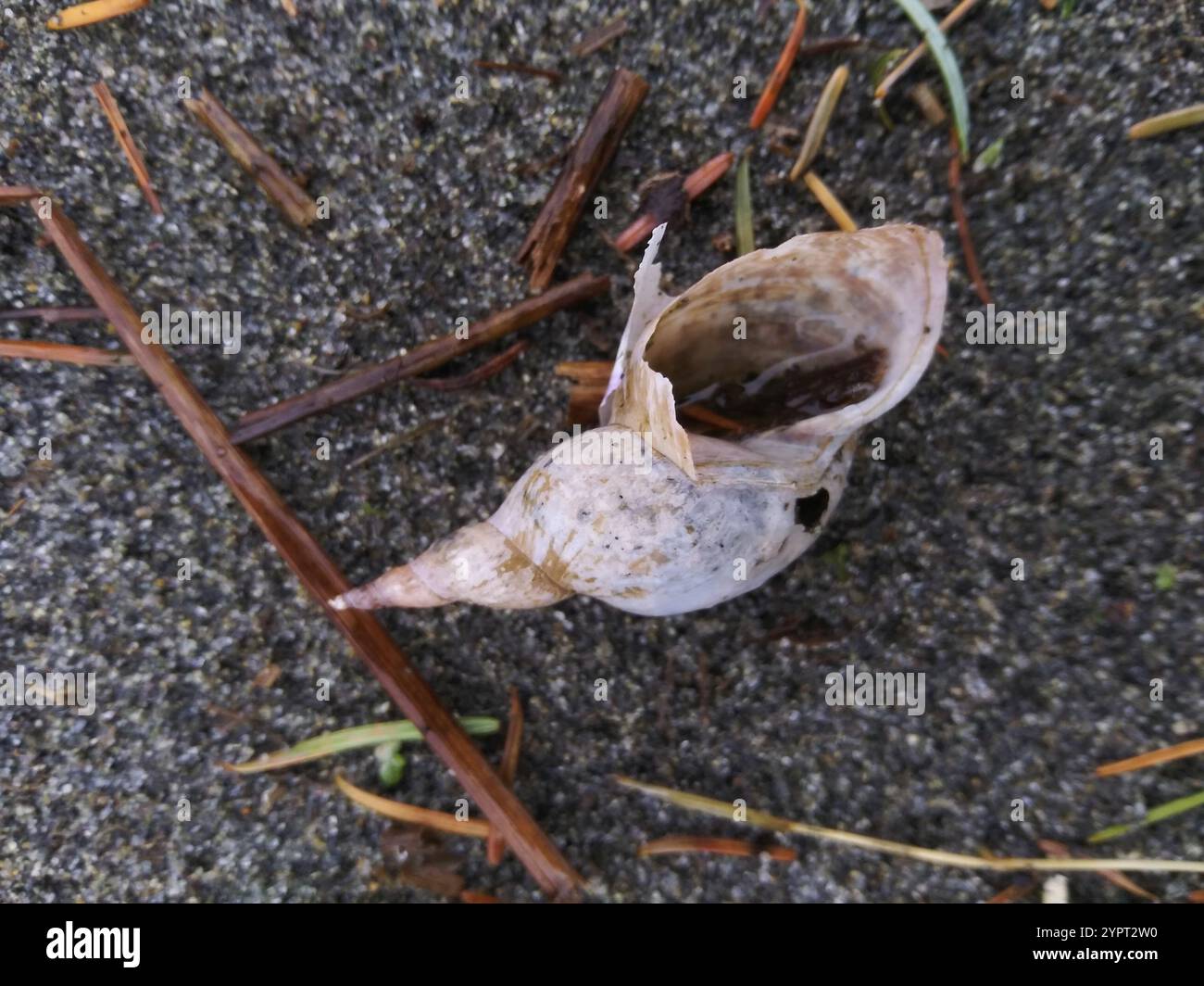 Great Pond Snail (Lymnaea stagnalis Stock Photo - Alamy