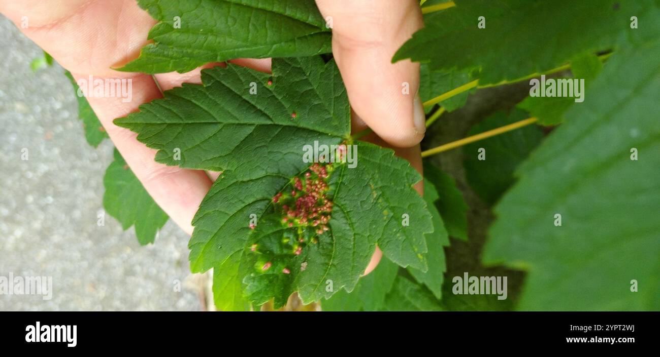Maple gall mite (Aceria macrorhyncha Stock Photo - Alamy