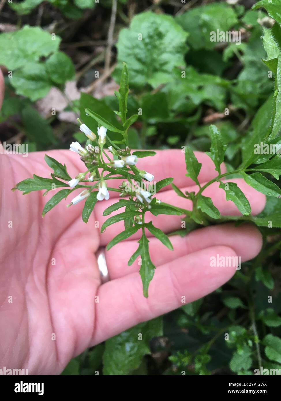 wavy bittercress (Cardamine flexuosa Stock Photo - Alamy