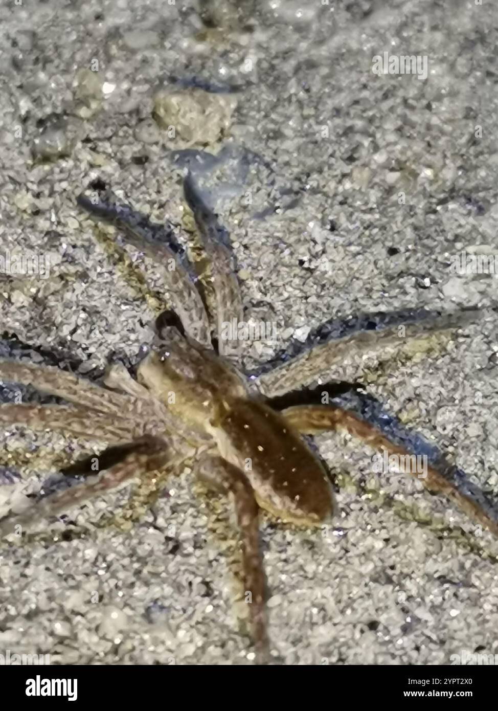 Raft Spider (Dolomedes fimbriatus Stock Photo - Alamy
