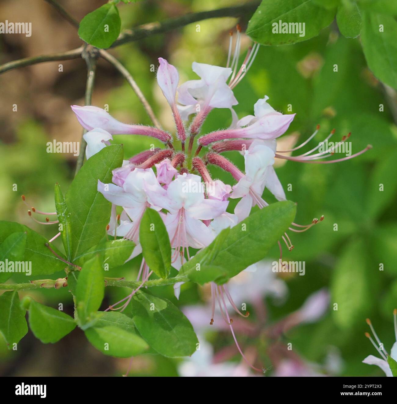 Pinxter Flower (Rhododendron periclymenoides Stock Photo - Alamy