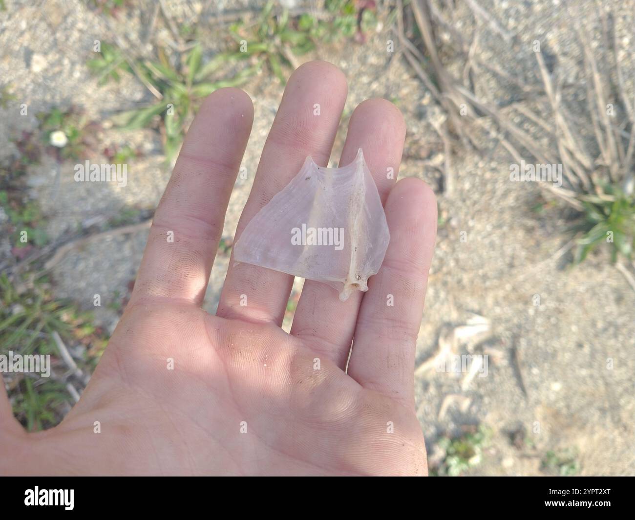 Ray-finned Fishes (Actinopterygii Stock Photo - Alamy