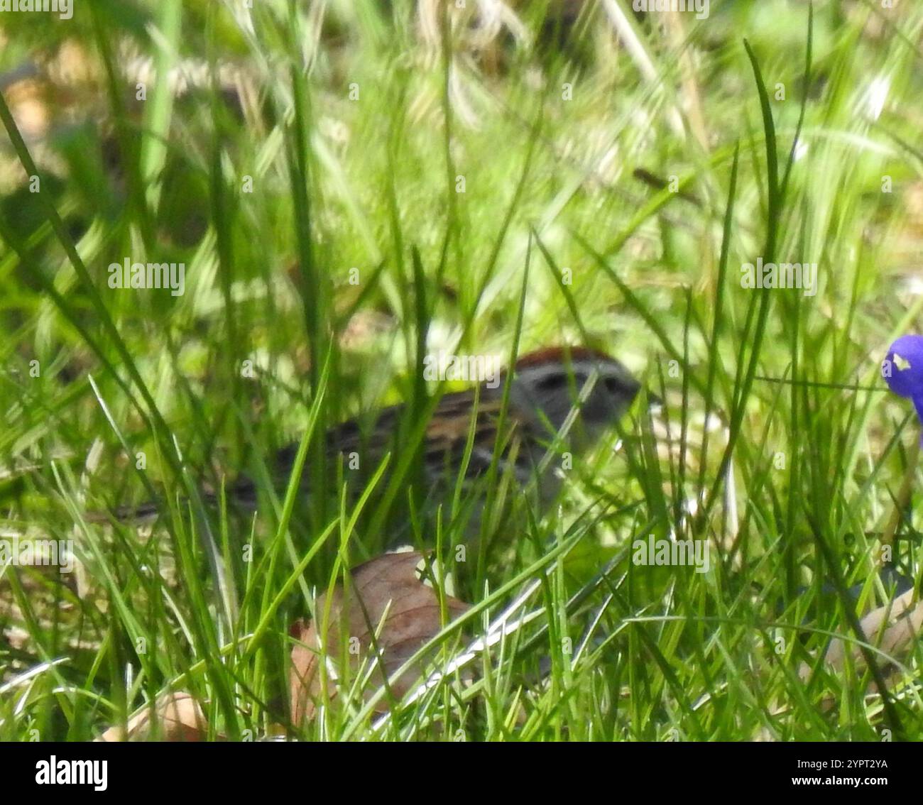 Chipping Sparrow (Spizella passerina Stock Photo - Alamy