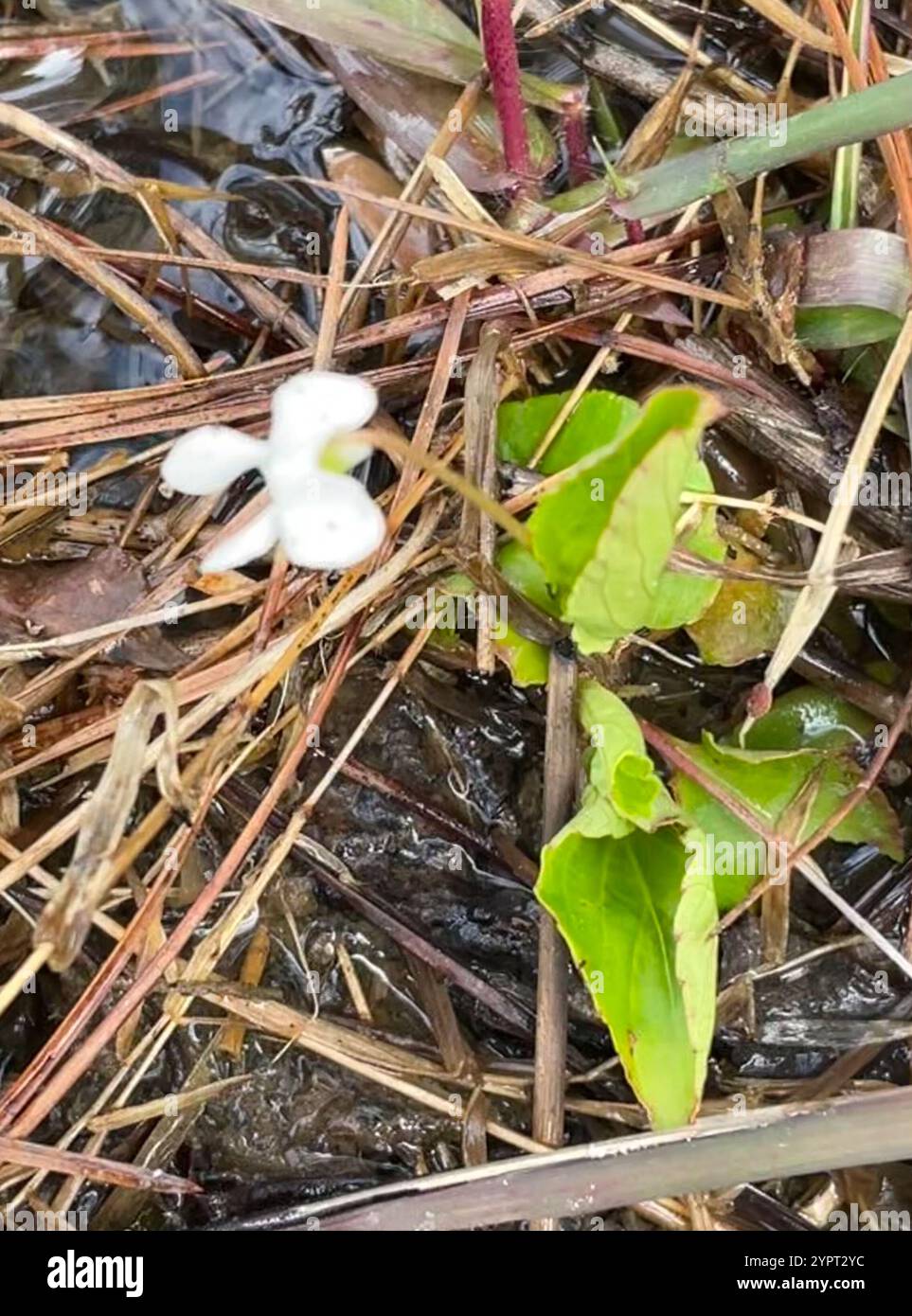 primrose-leaved violet (Viola primulifolia Stock Photo - Alamy