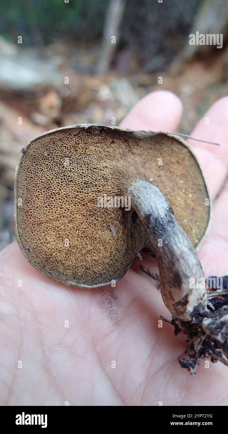 Slippery Jacks (Suillus Stock Photo - Alamy