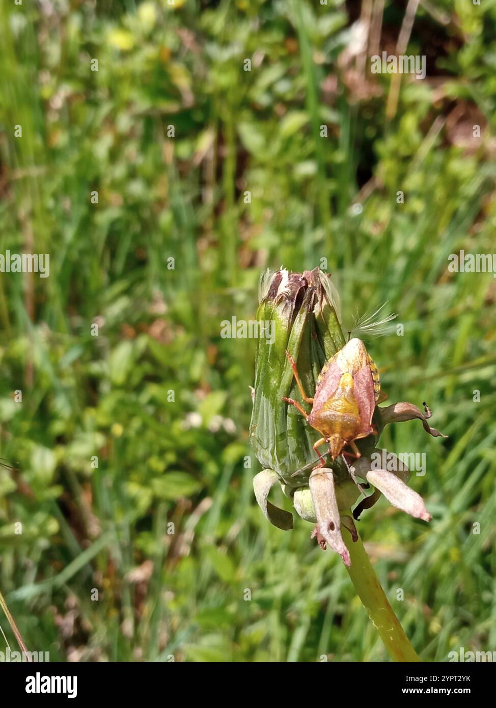 Black-shouldered Shieldbug (Carpocoris purpureipennis Stock Photo - Alamy