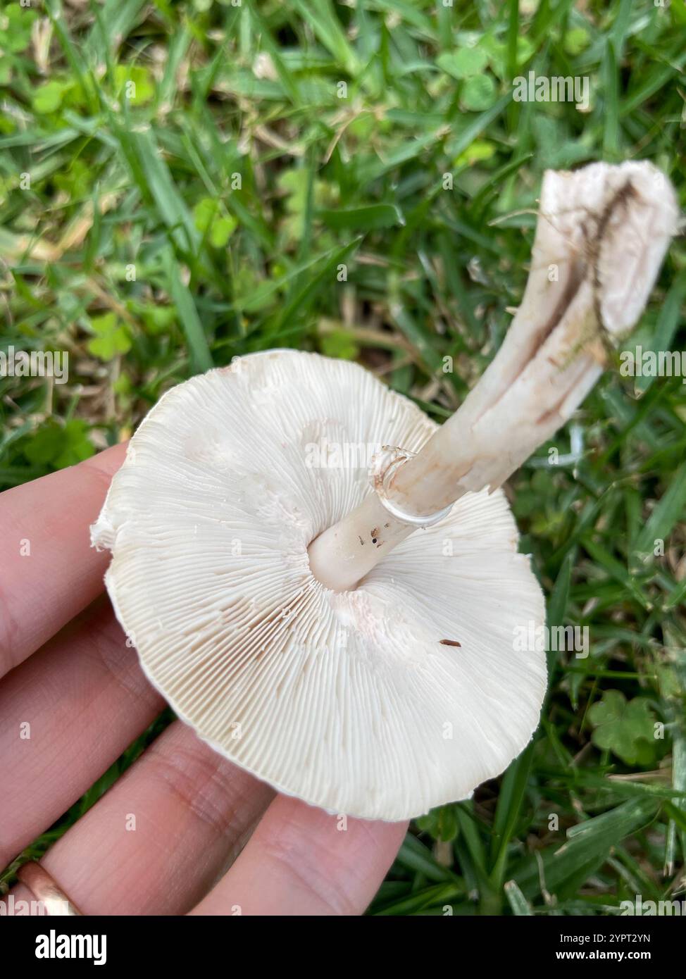 White Dapperling (Leucoagaricus leucothites Stock Photo - Alamy