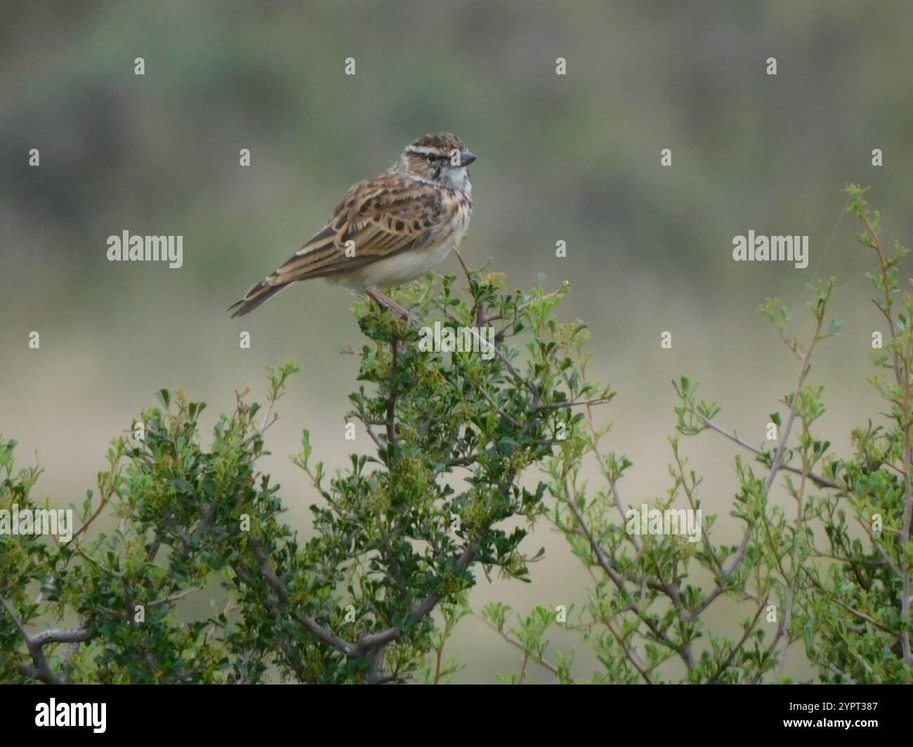 Bradfield's Lark (Calendulauda sabota bradfieldi Stock Photo - Alamy