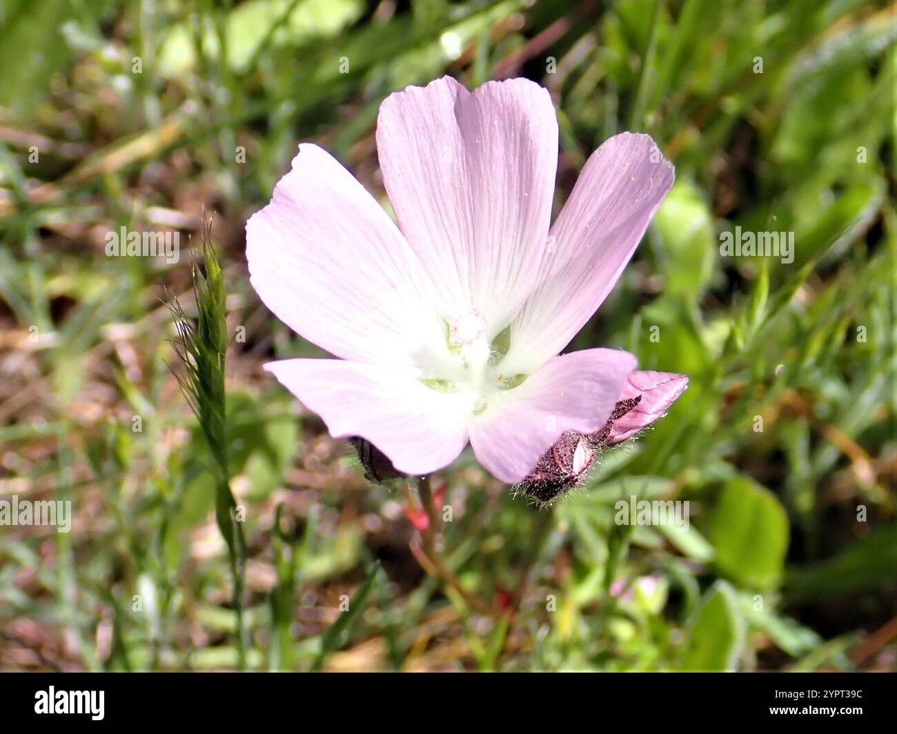 Annual Checkerbloom (Sidalcea calycosa Stock Photo - Alamy