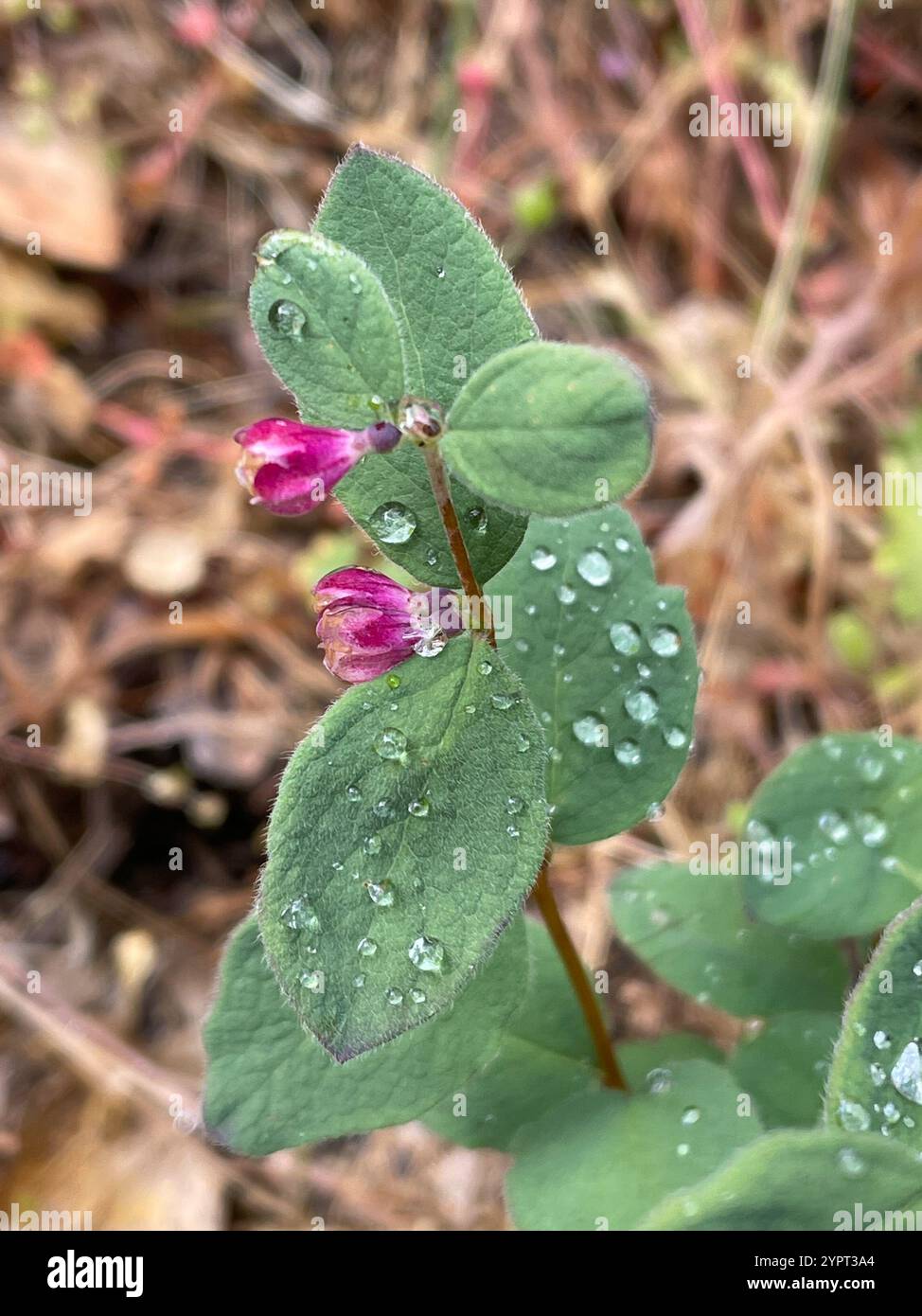 creeping snowberry (Symphoricarpos mollis Stock Photo - Alamy