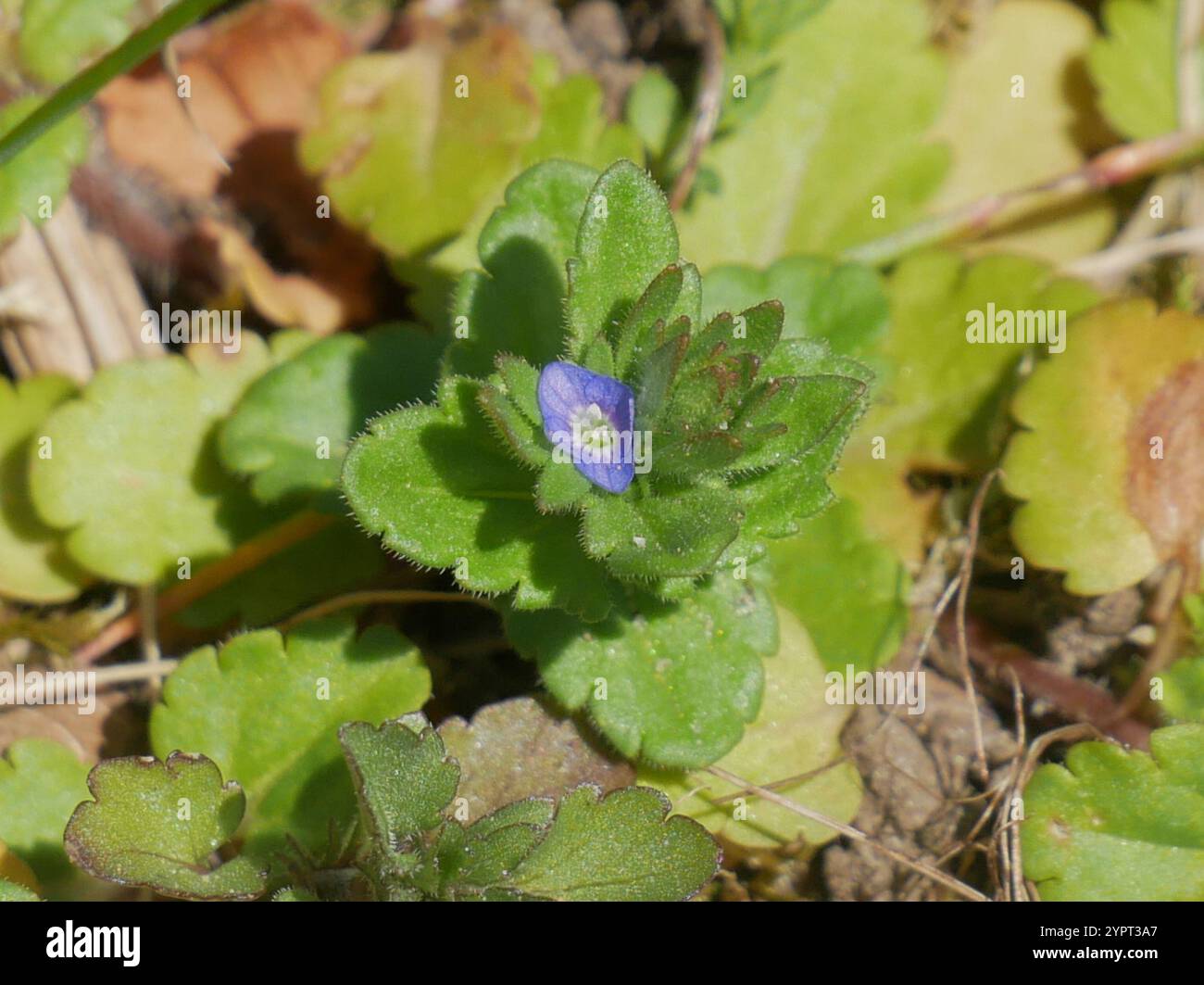 corn speedwell (Veronica arvensis Stock Photo - Alamy