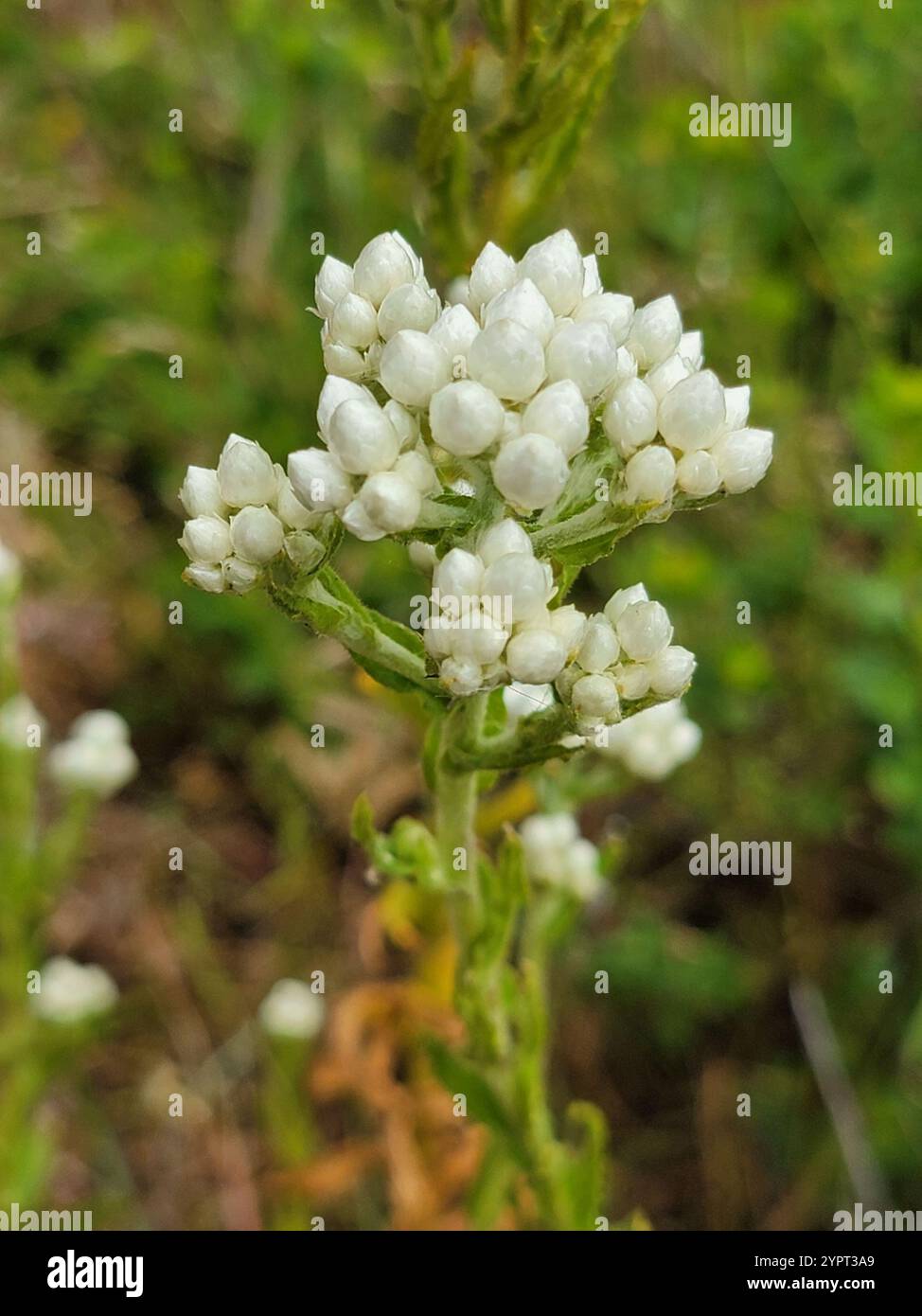 California cudweed (Pseudognaphalium californicum Stock Photo - Alamy