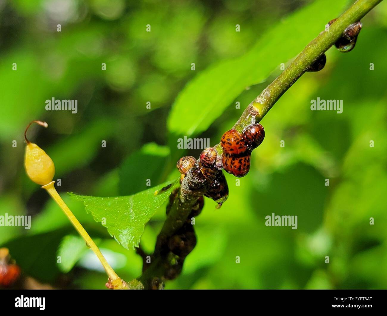 Winged and Once-winged Insects (Pterygota Stock Photo - Alamy