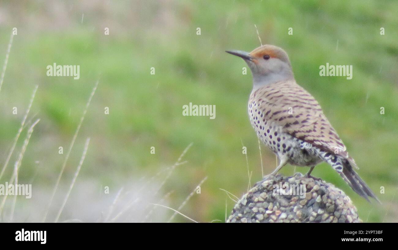 Northern Flicker (Colaptes auratus Stock Photo - Alamy