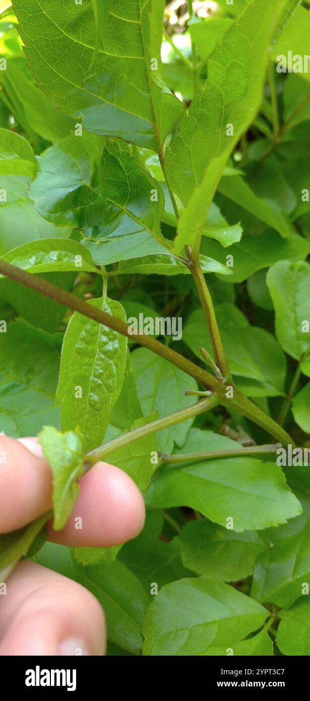 Manna ash (Fraxinus ornus Stock Photo - Alamy