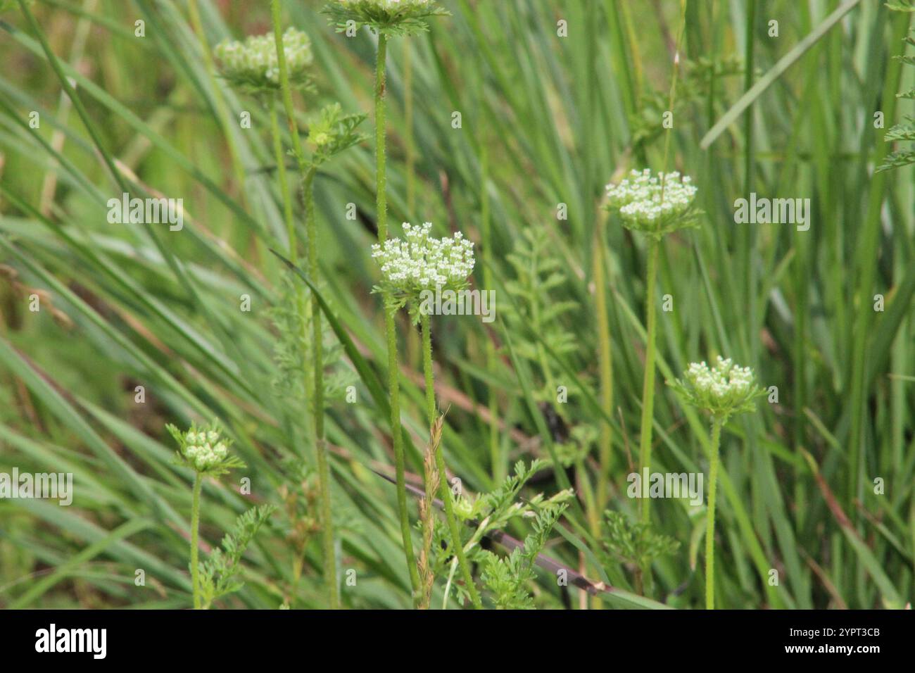 American wild carrot (Daucus pusillus Stock Photo - Alamy