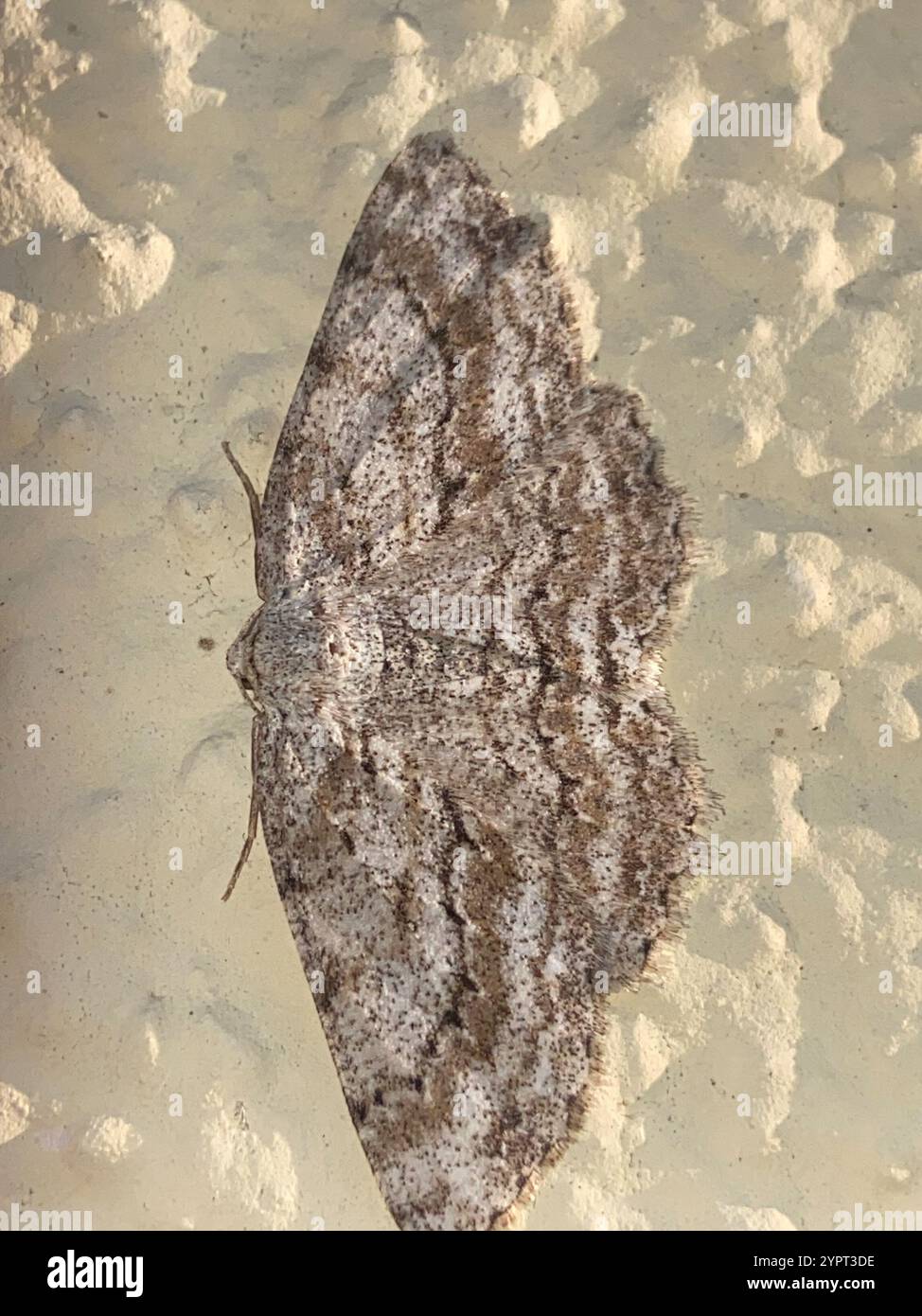 Small Engrailed (Ectropis crepuscularia Stock Photo - Alamy