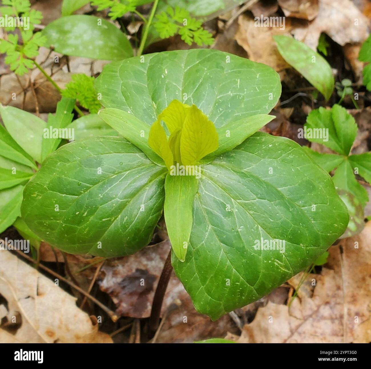toadshade (Trillium sessile Stock Photo - Alamy