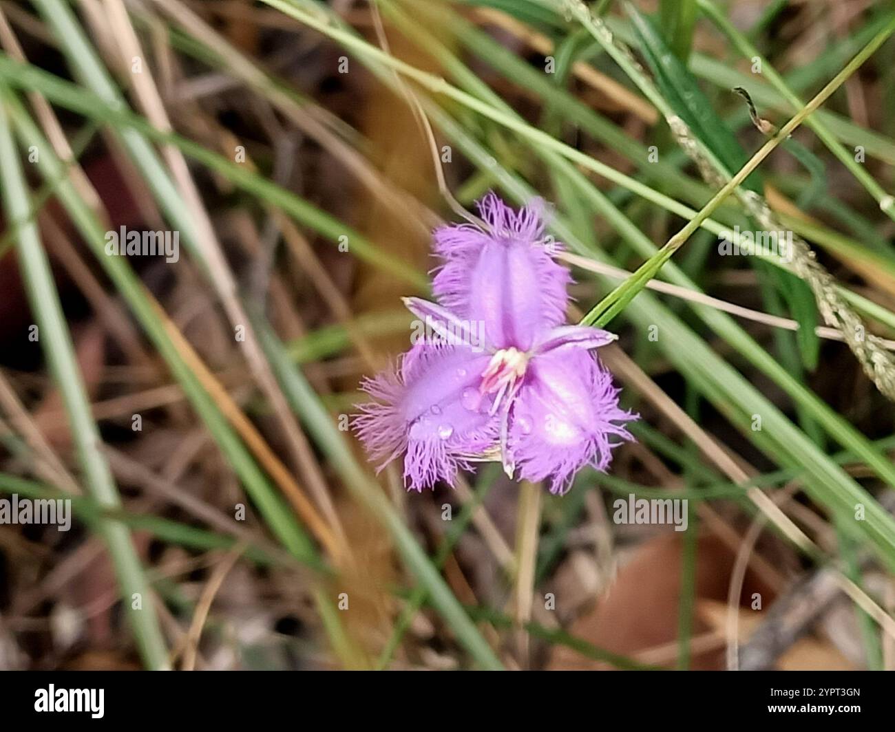 Common Fringe-lily (Thysanotus tuberosus Stock Photo - Alamy