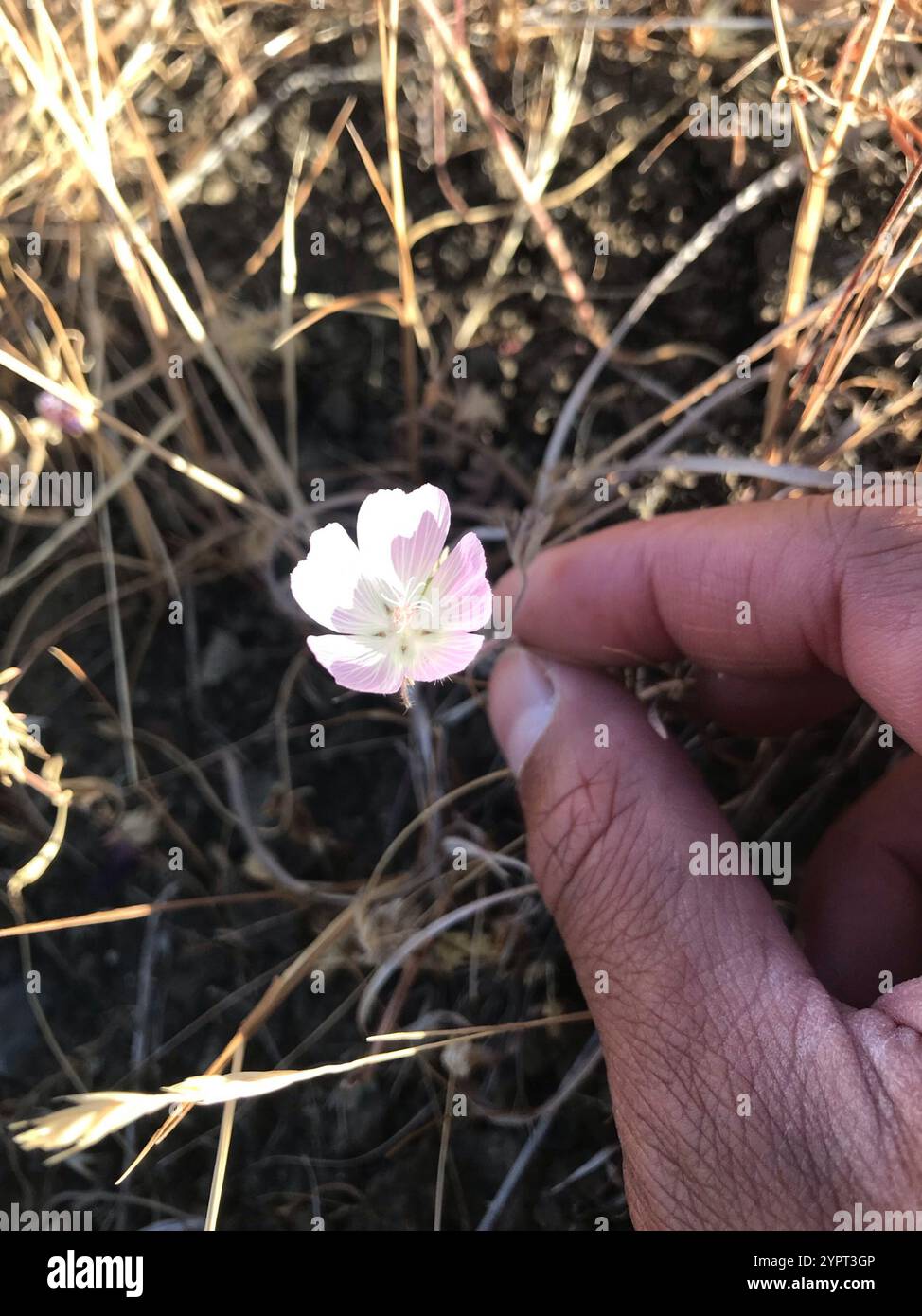 fringed checkerbloom (Sidalcea diploscypha Stock Photo - Alamy