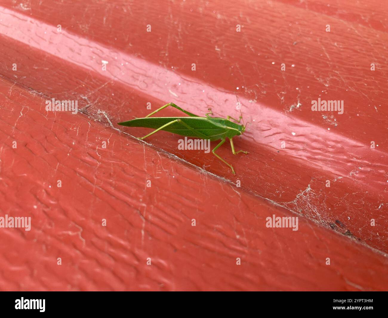 Australian Common Garden Katydid (Caedicia simplex Stock Photo - Alamy