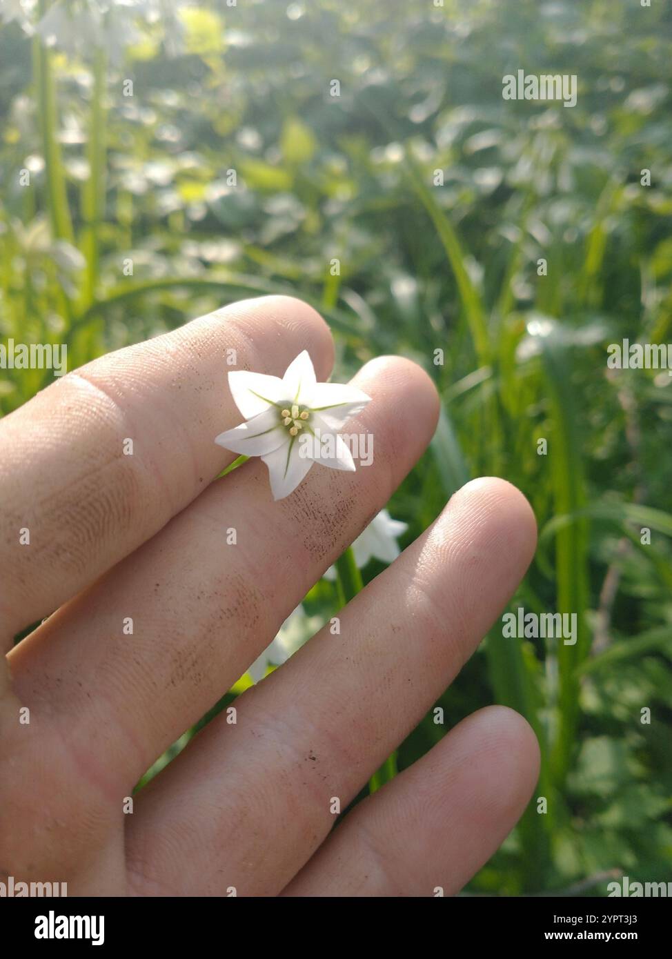 Three-cornered garlic (Allium triquetrum Stock Photo - Alamy