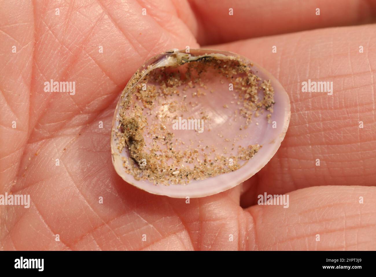 Rayed trough shell hi-res stock photography and images - Alamy