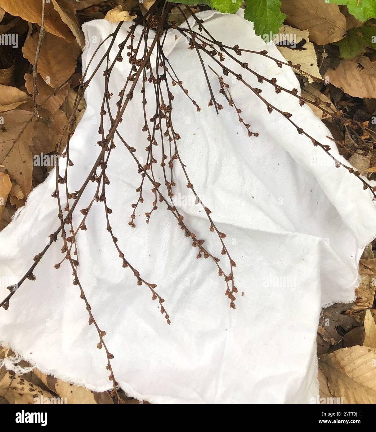 Beechdrops (Epifagus virginiana Stock Photo - Alamy