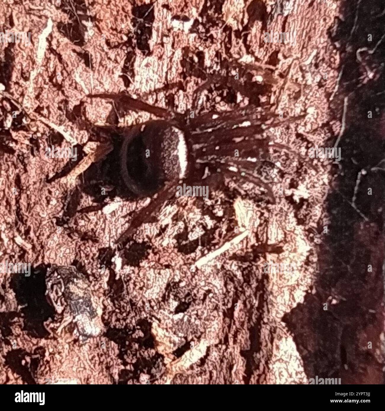 Rabbit Hutch Spider (Steatoda bipunctata Stock Photo - Alamy