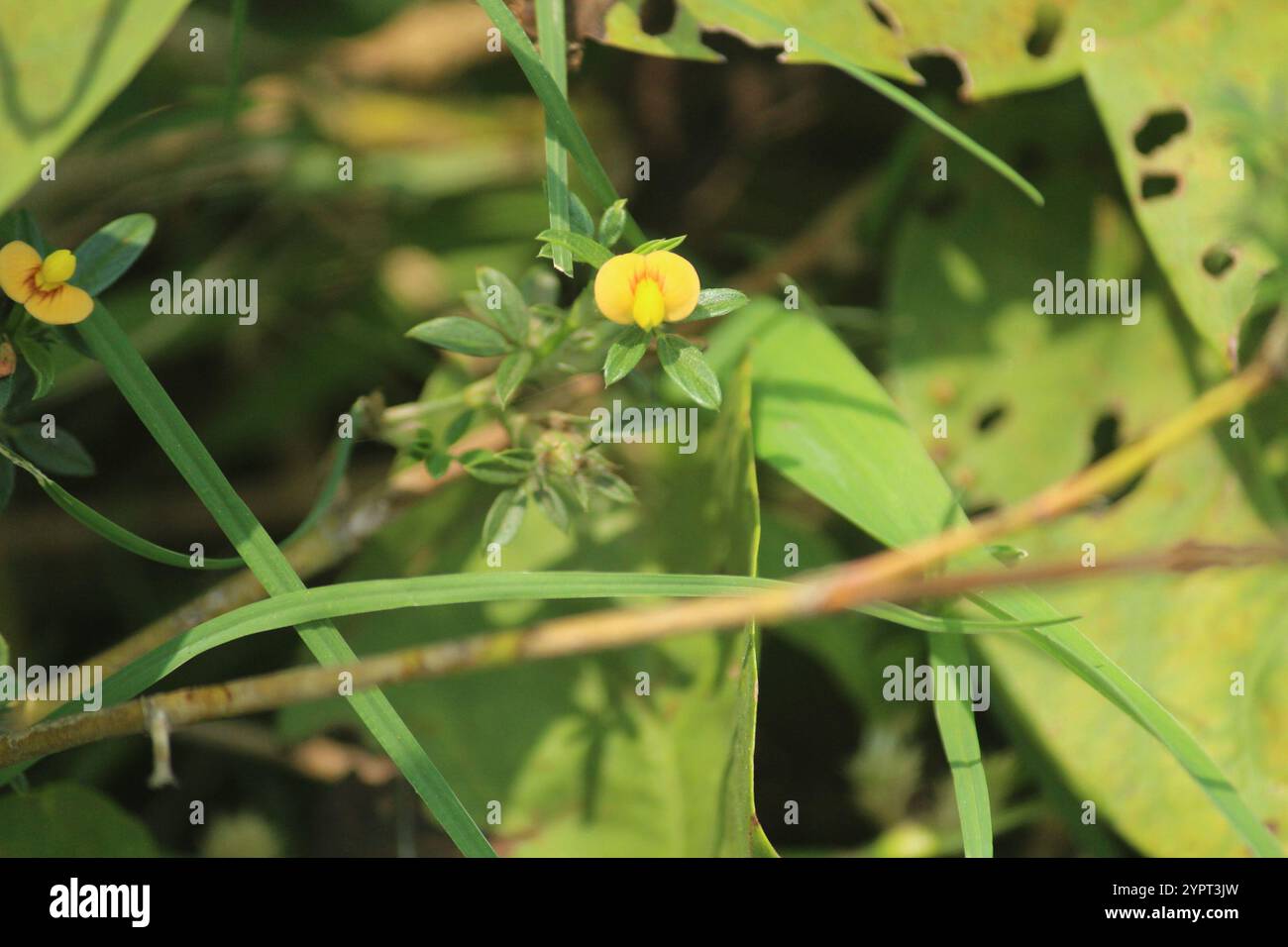 Caribbean Stylo (Stylosanthes hamata Stock Photo - Alamy