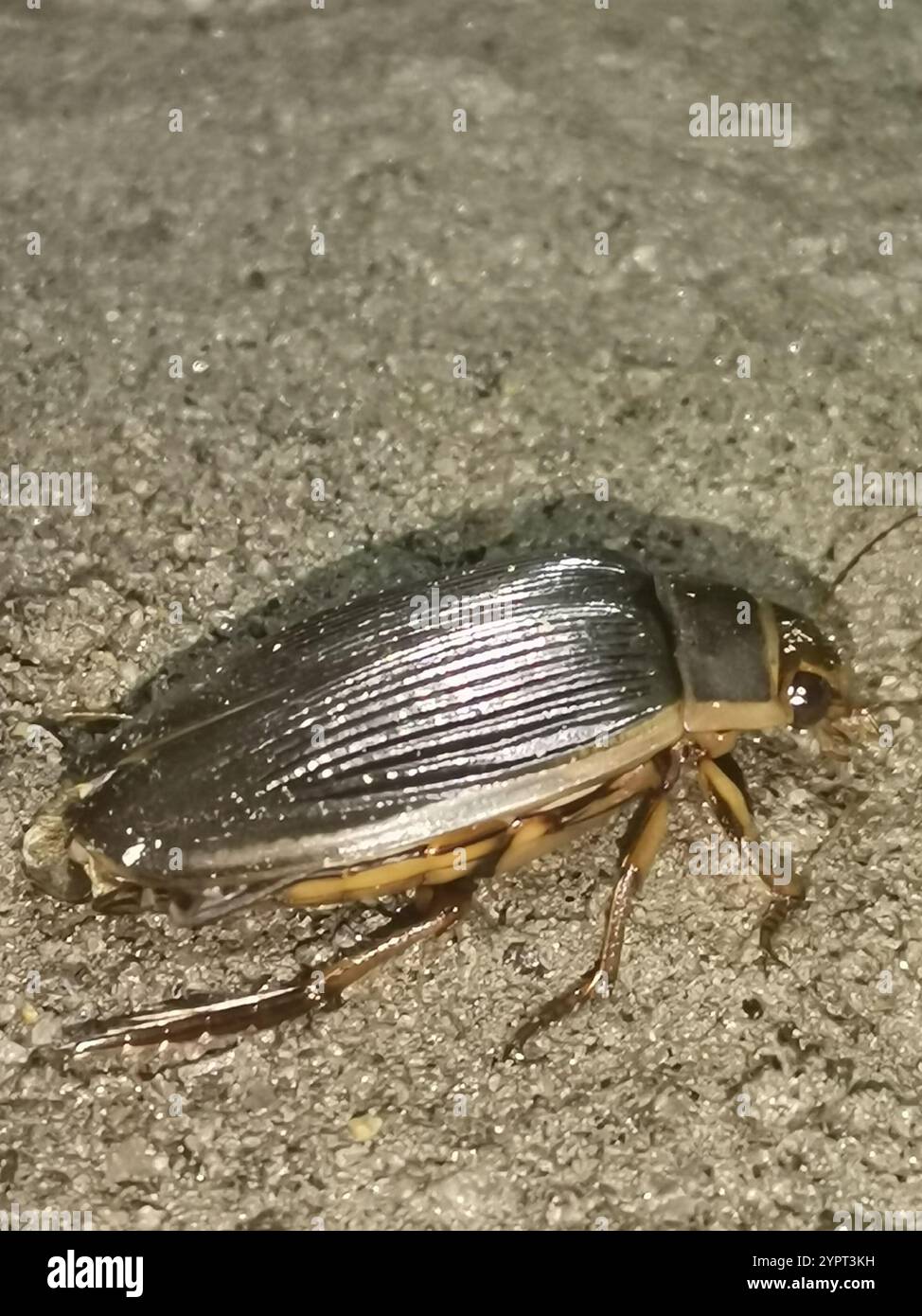 Great Diving Beetle (Dytiscus marginalis Stock Photo - Alamy