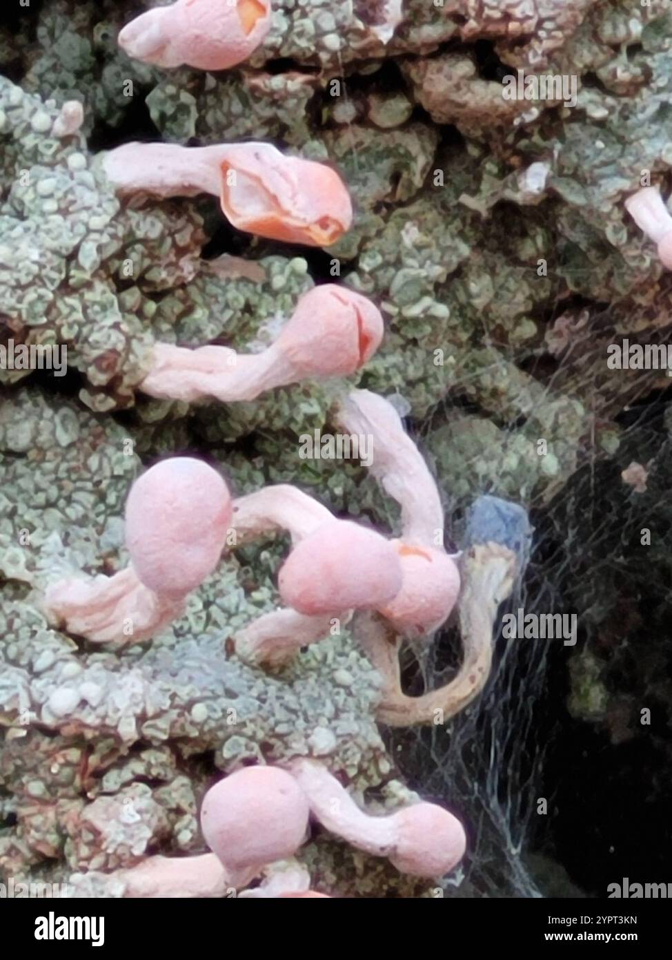 Pink Earth Lichen (Dibaeis baeomyces Stock Photo - Alamy