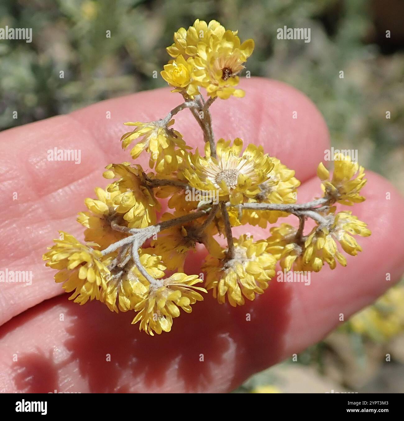 Cape Gold Everlasting (Helichrysum splendidum Stock Photo - Alamy