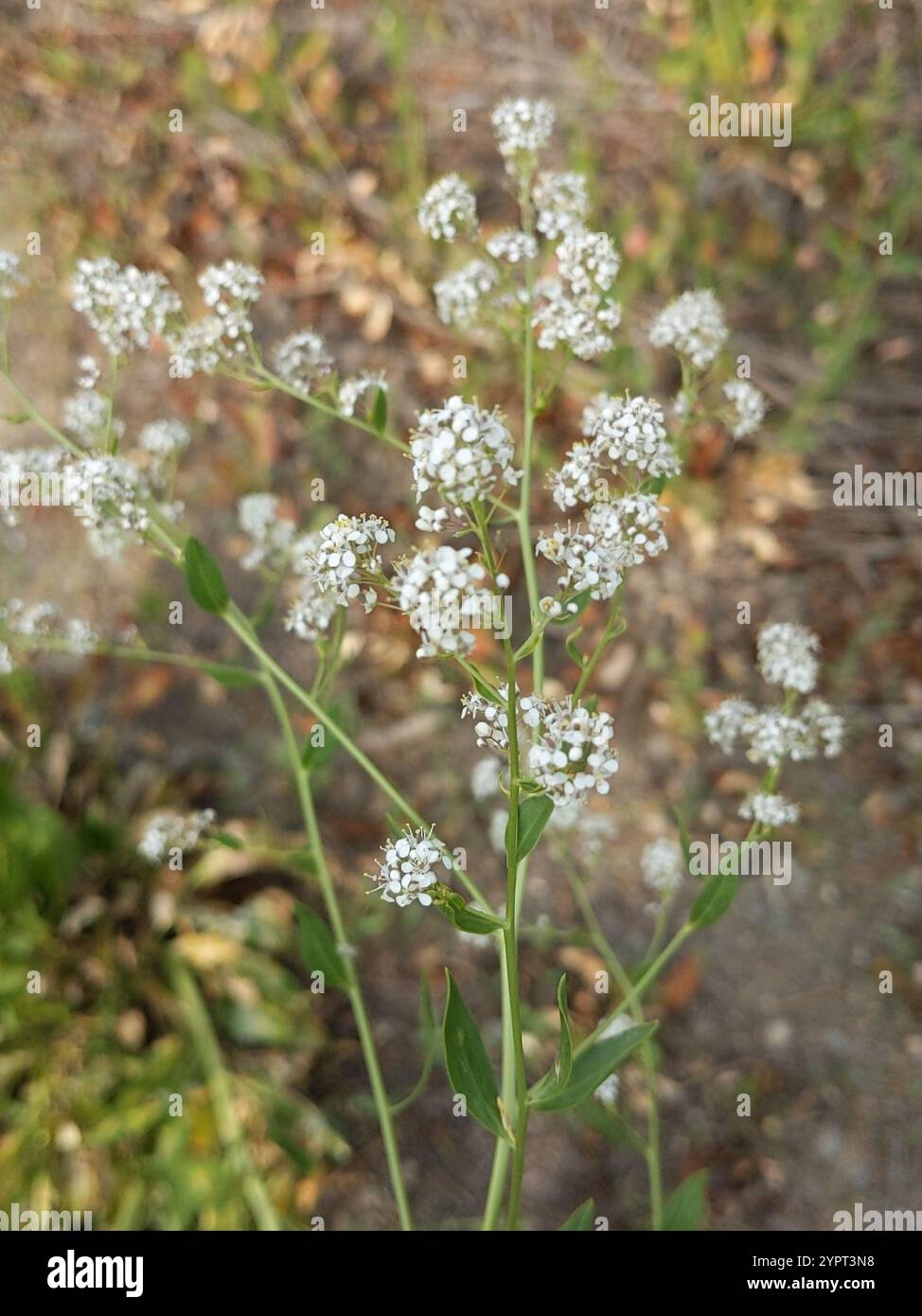broadleaved pepperweed (Lepidium latifolium Stock Photo - Alamy